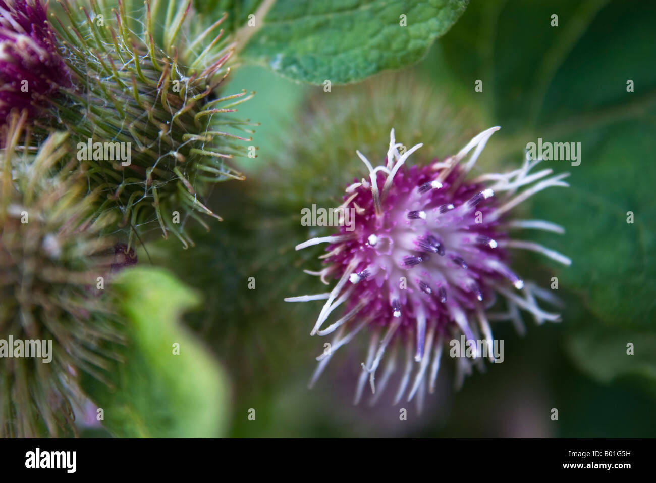 Lesser Burdock, Arctium minus Stock Photo - Alamy