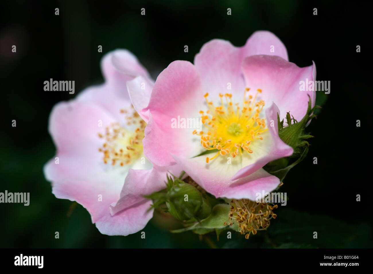 Dog-rose, Rosa canina Stock Photo - Alamy