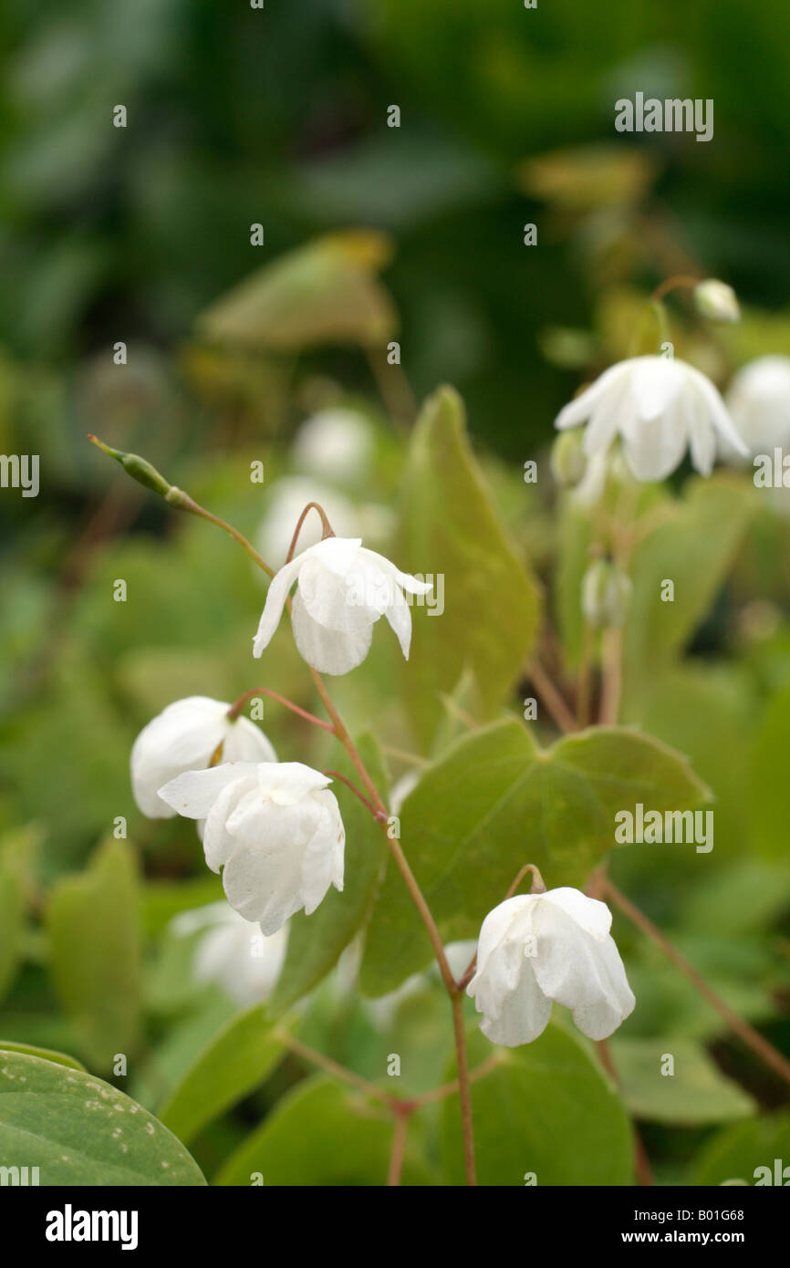 White epimedium hi-res stock photography and images - Alamy