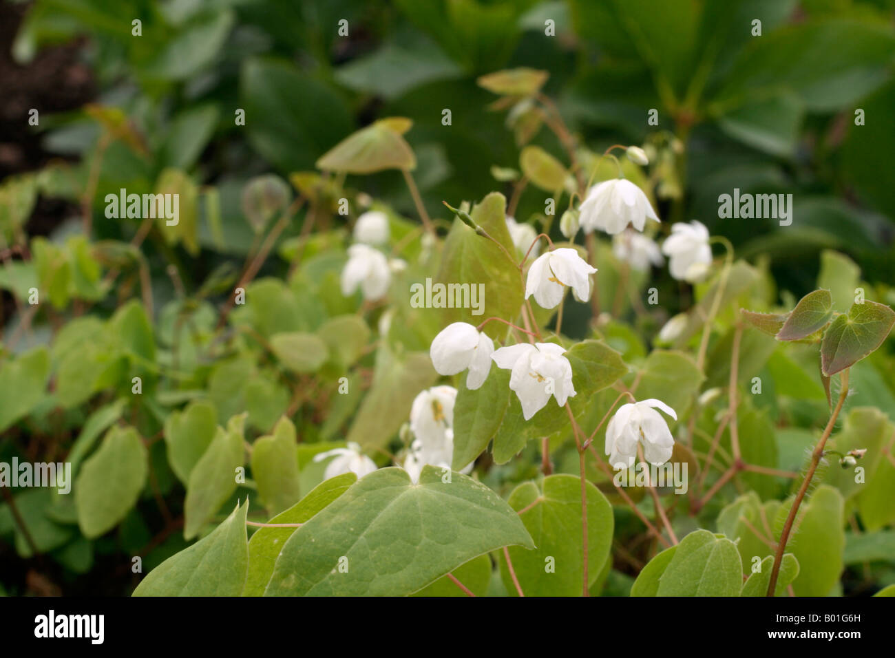 White epimedium hi-res stock photography and images - Alamy