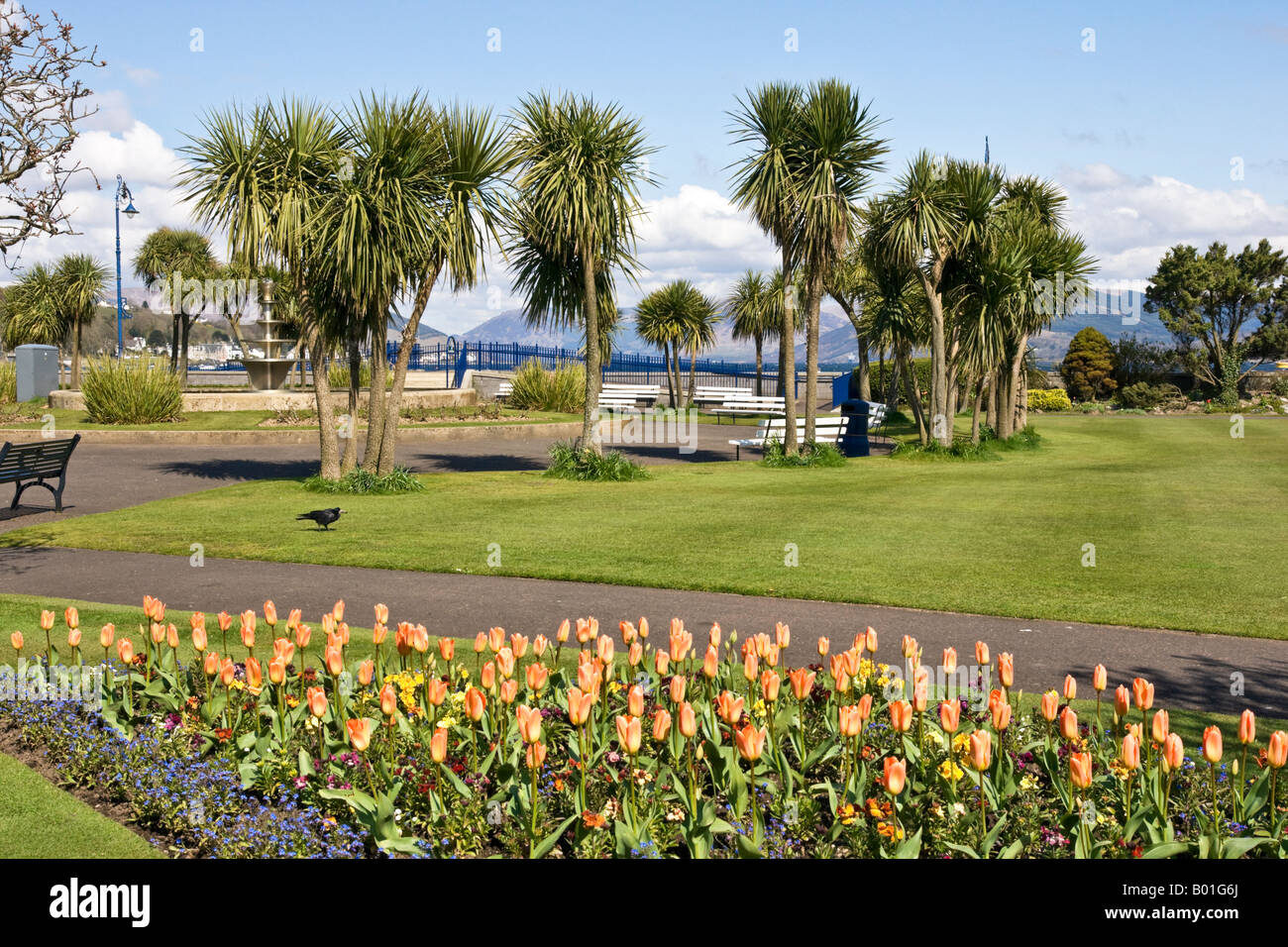 Palm Tree Scotland High Resolution Stock Photography and Images - Alamy