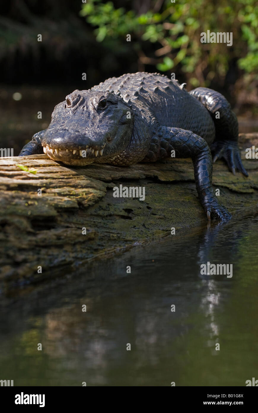 American alligator warms in sun atop log, Loxahatchee River, Jonathan ...