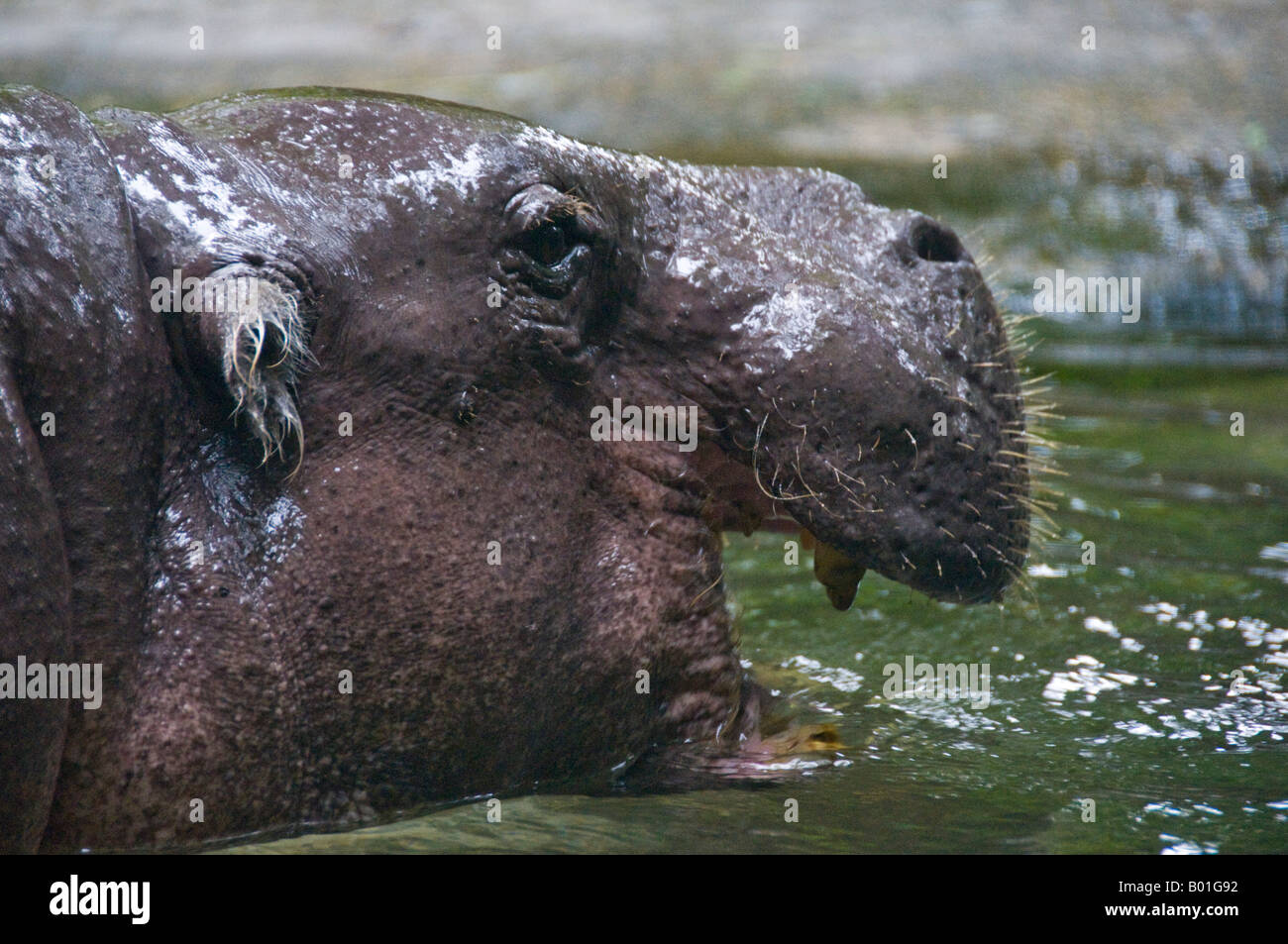 Baby hippo eating hi-res stock photography and images - Alamy
