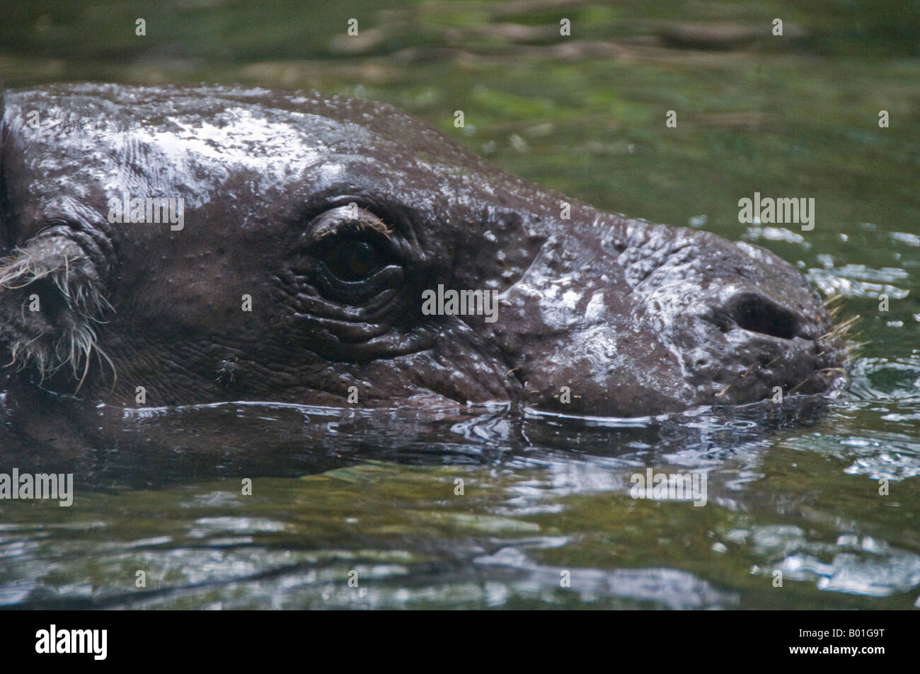 Pygmy hippo swimming hi-res stock photography and images - Alamy