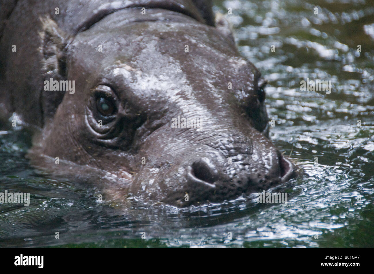 Baby hippopotamus feeding hi-res stock photography and images - Alamy