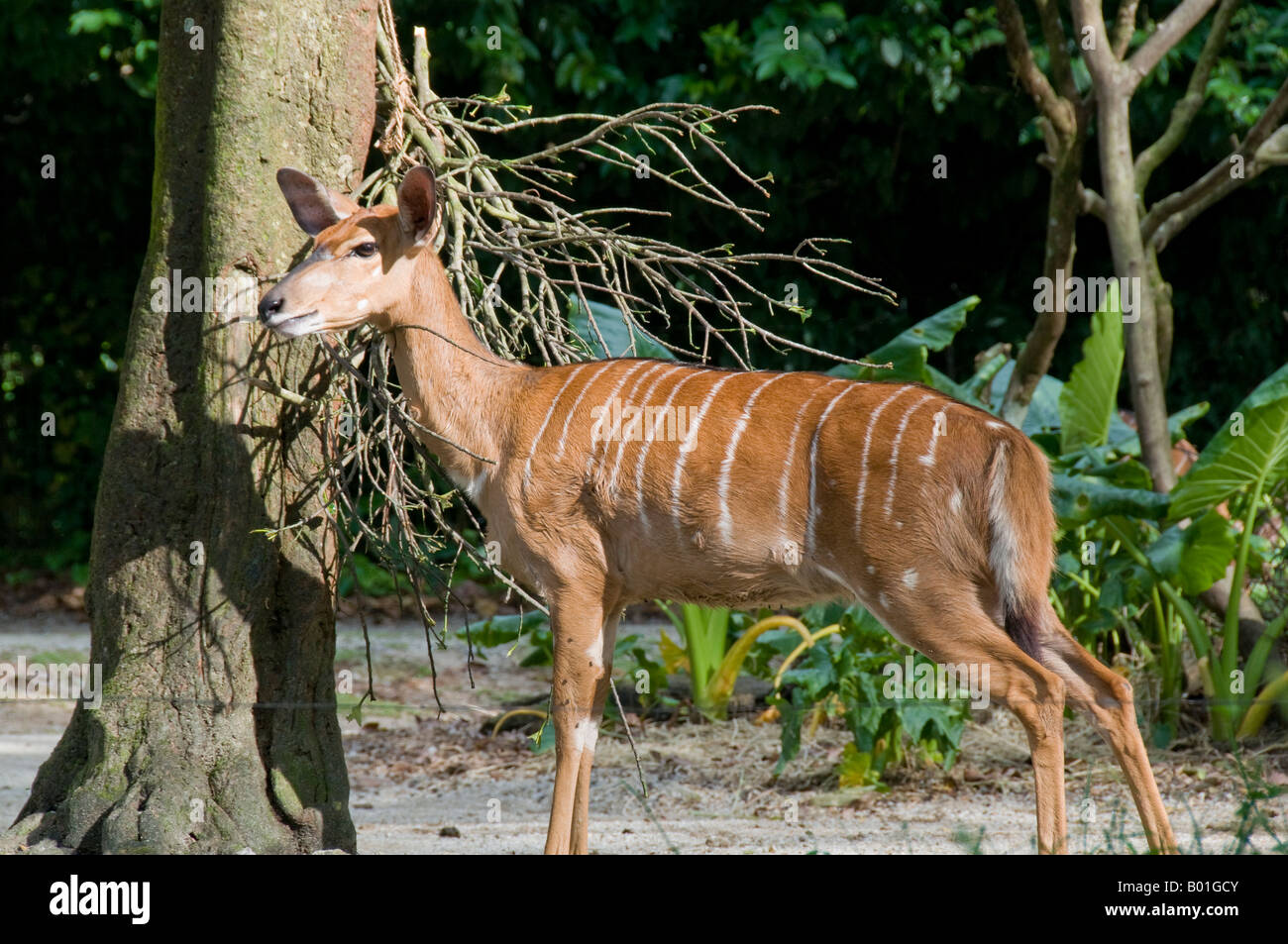 Nyala female antelope Stock Photo - Alamy