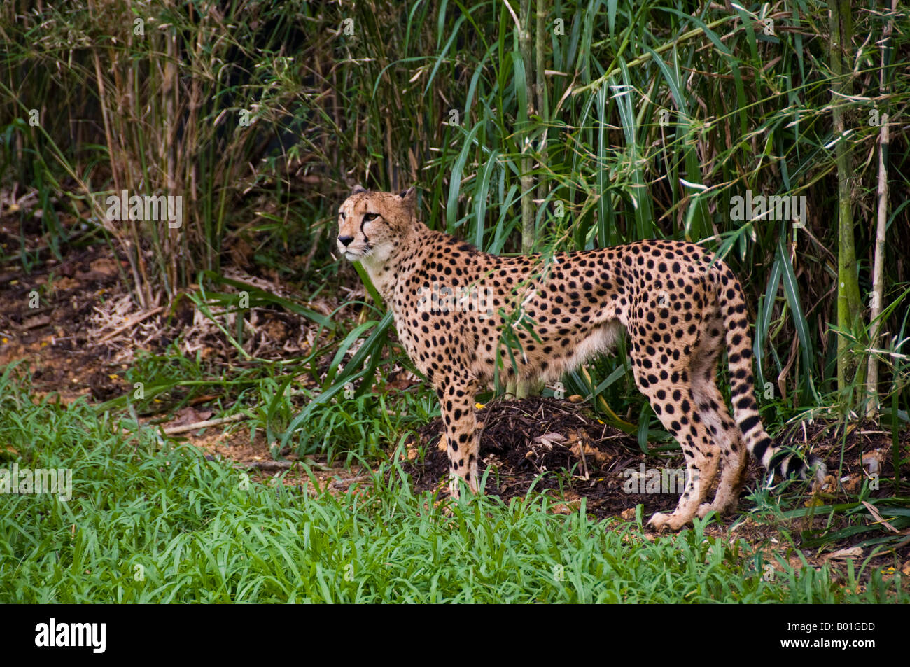 Spotted Leopard in jungle Stock Photo - Alamy