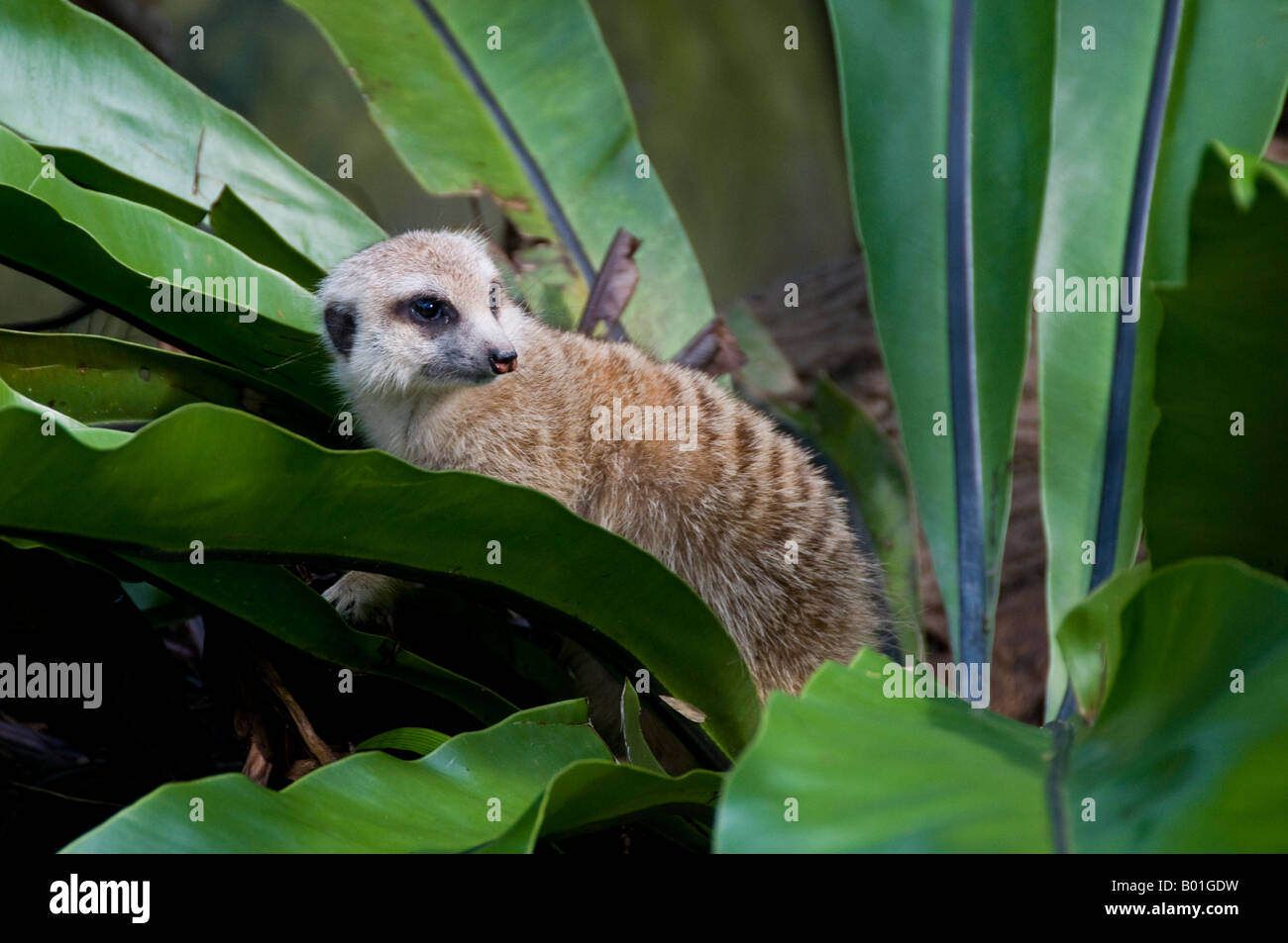 Mongoose Jungle High Resolution Stock Photography and Images - Alamy