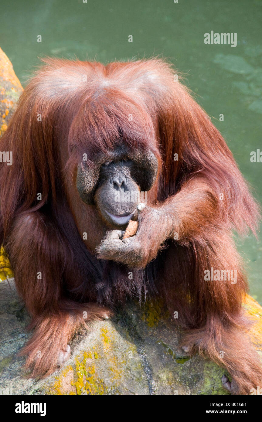 Orangatan eating hi-res stock photography and images - Alamy