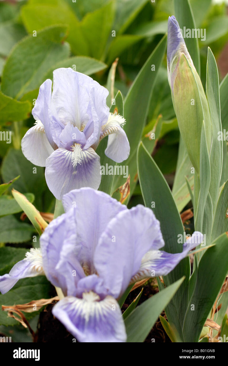 Dwarf blue iris hi-res stock photography and images - Alamy