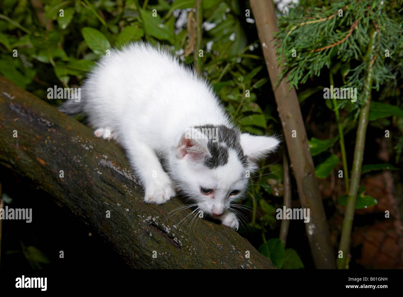 Baby grip cat hi-res stock photography and images - Alamy