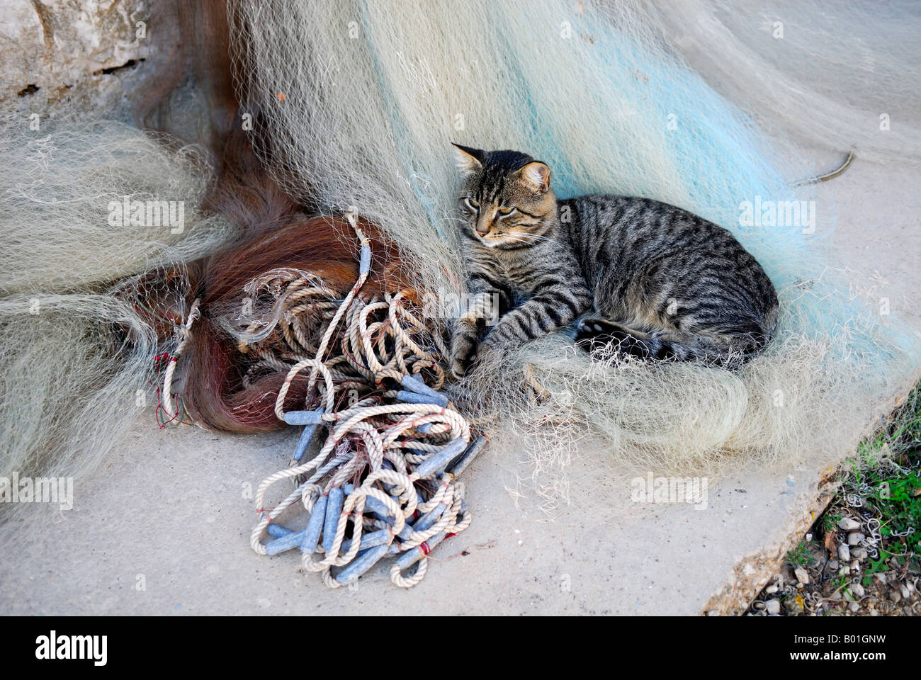 Cat sitting on fishing net, village of Vrboska, island of Hvar, Croatia ...
