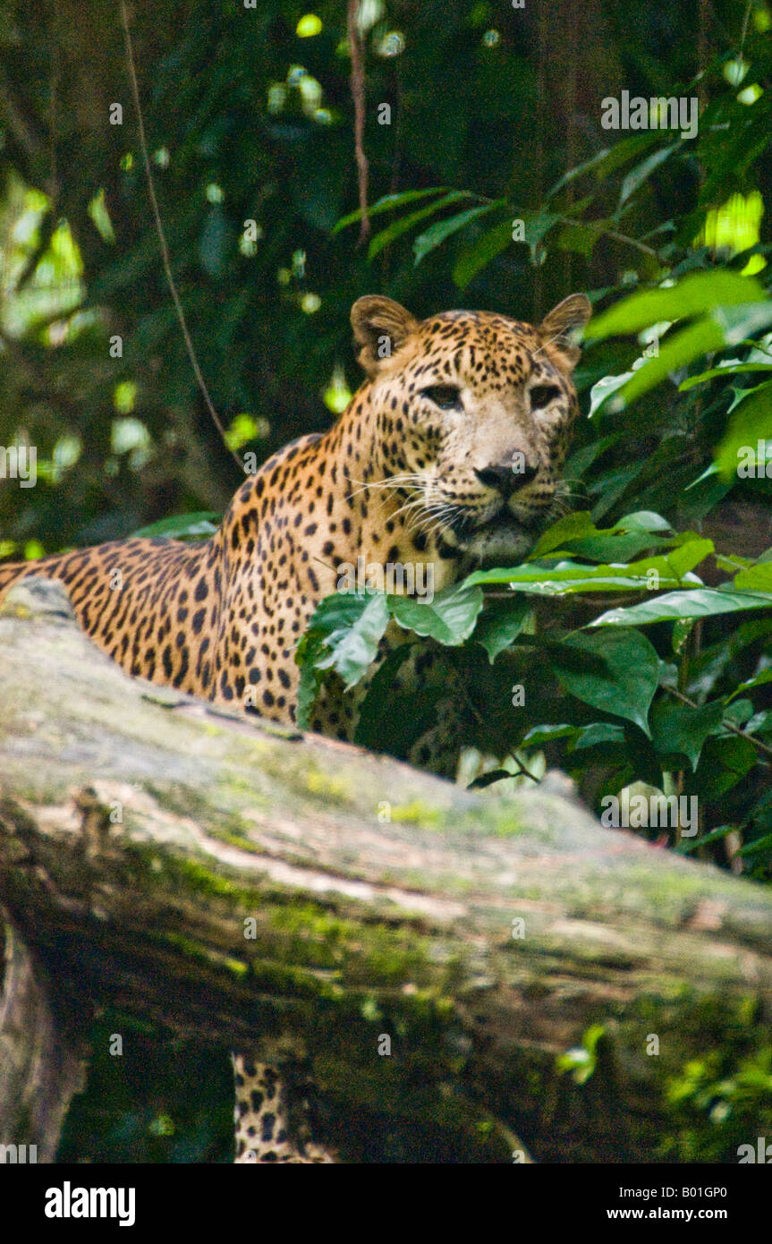 Spotted Leopard in jungle Stock Photo - Alamy