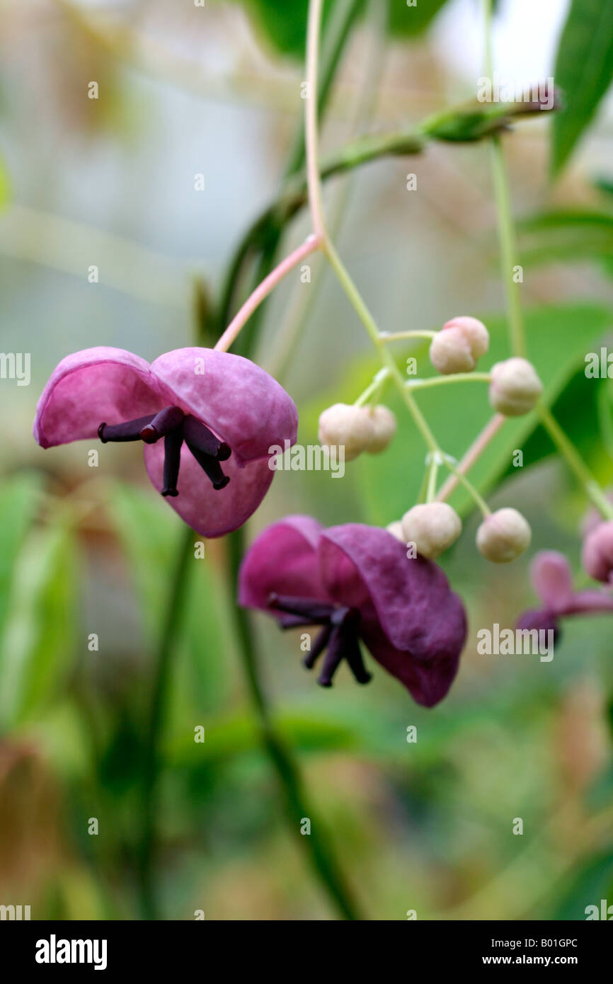 Akebia Quinata Stock Photos & Akebia Quinata Stock Images - Alamy