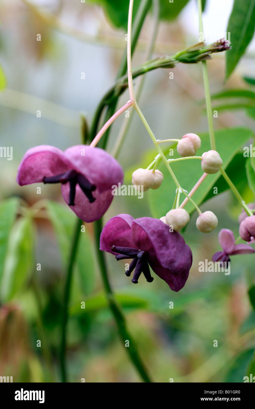 Akebia Quinata Stock Photos & Akebia Quinata Stock Images - Alamy