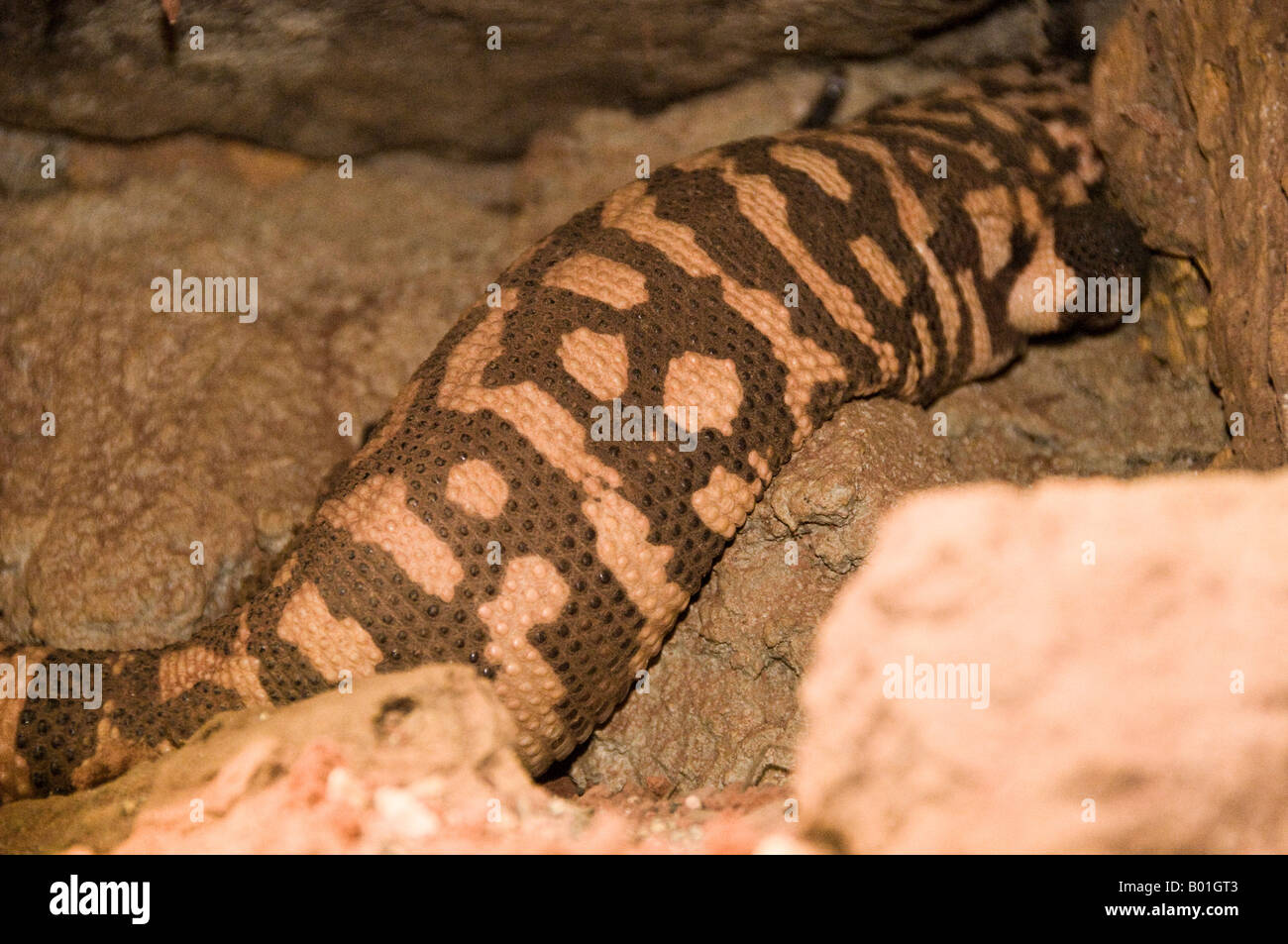 Gila monster cave hi-res stock photography and images - Alamy