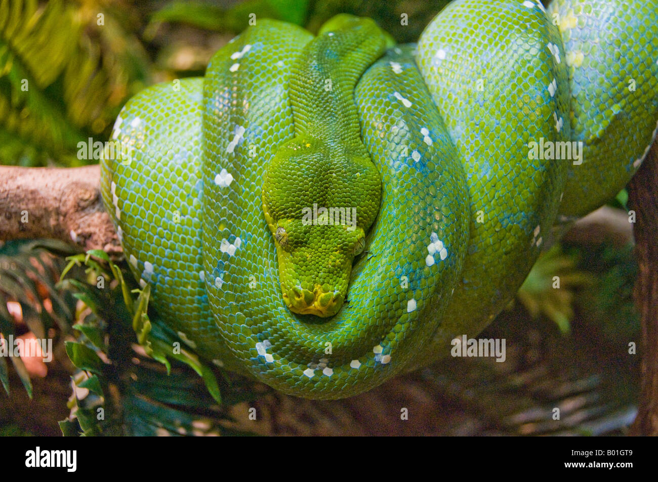 Green tree python Stock Photo - Alamy