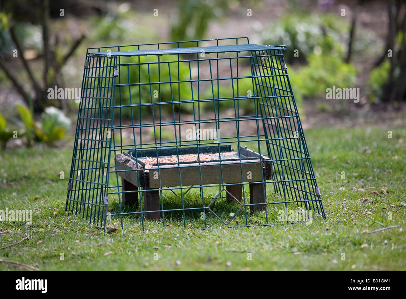 Close up of a wooden ground bird feeder protected by a green wire cage ...