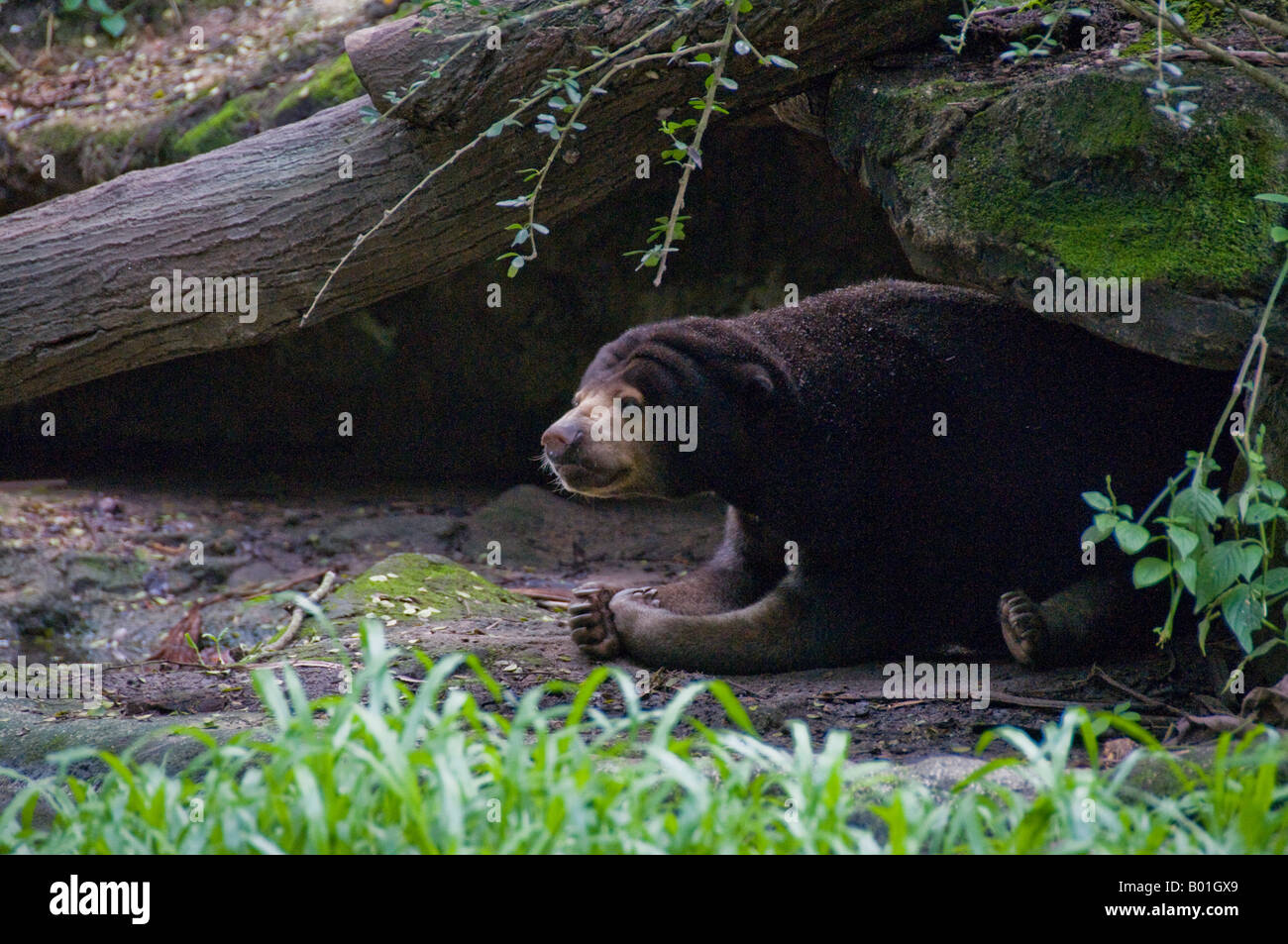 Resting malayan sun bear hi-res stock photography and images - Alamy
