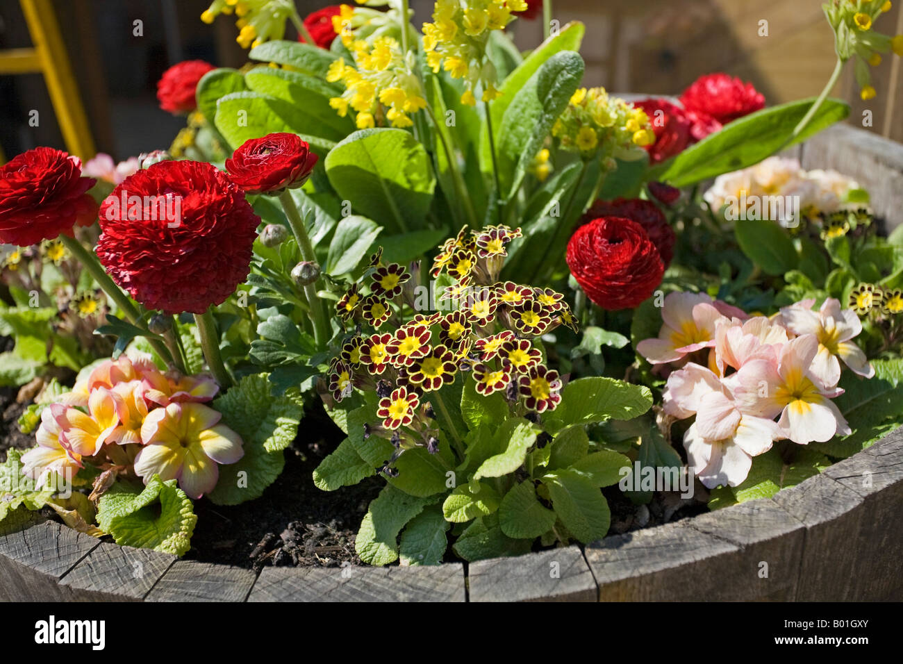Barrel planter hi-res stock photography and images - Alamy