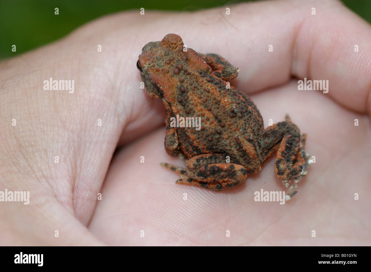 Frog on hand hi-res stock photography and images - Alamy