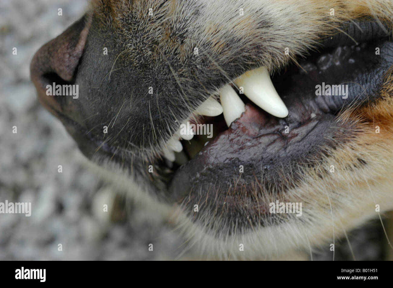 Lip and teeth of a golden Retriever Stock Photo - Alamy