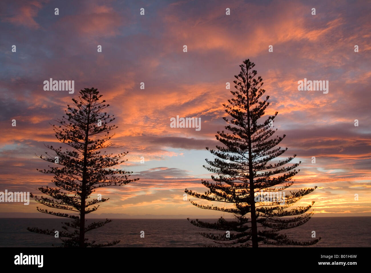 Napier pine hi-res stock photography and images - Alamy
