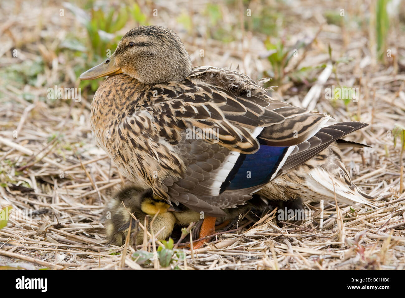 Female mallard brooding her ducklings Stock Photo - Alamy