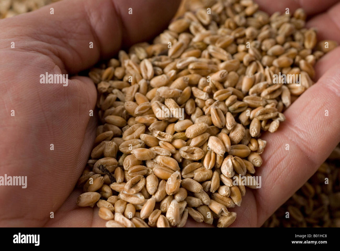 Stock photo of Grain held in the palm of a hand over a pile of grain ...