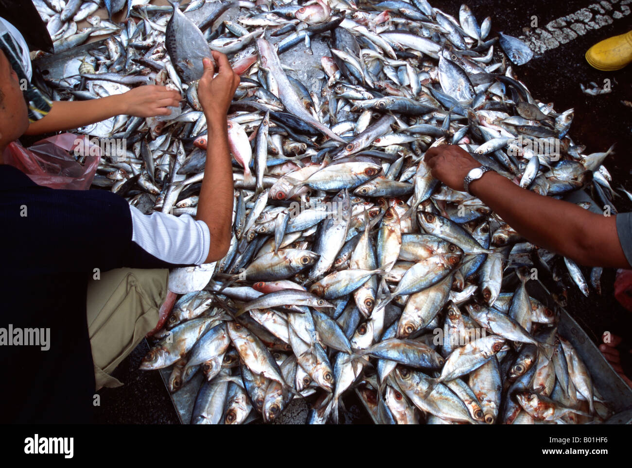 Fish market kuching malaysia hi-res stock photography and images - Alamy