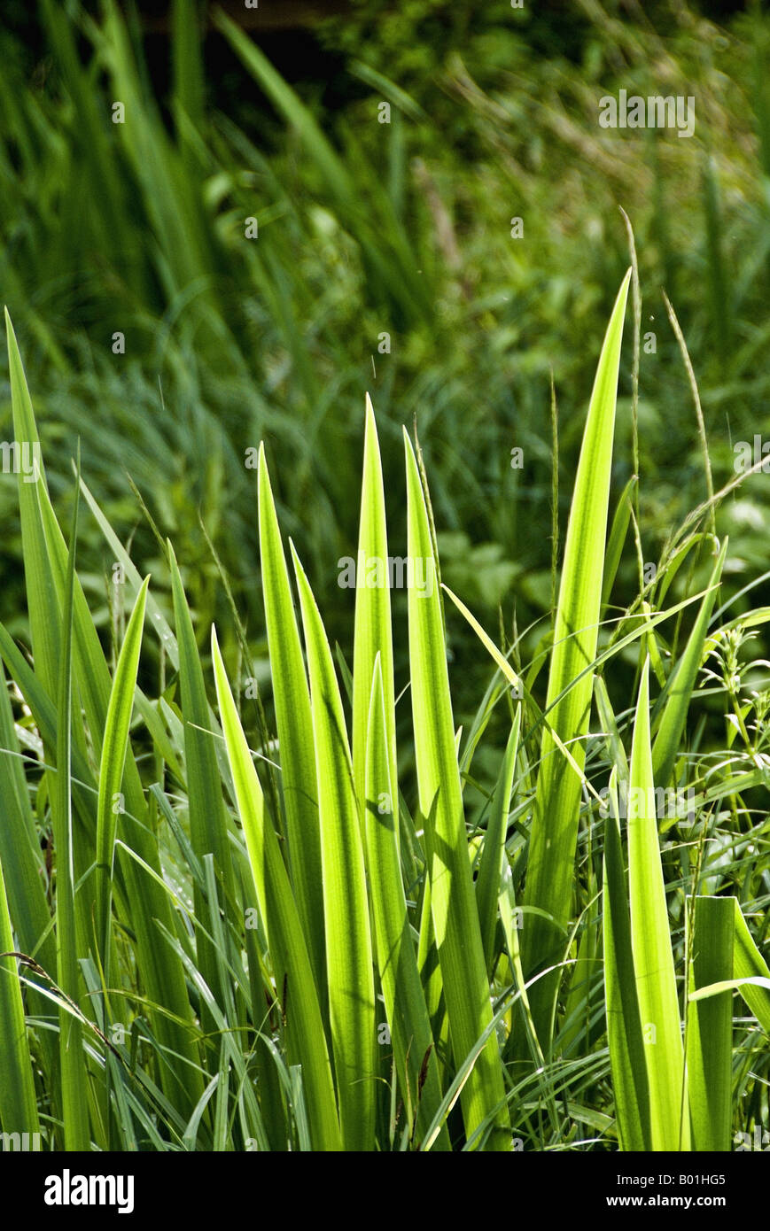 Colourful green reeds in a cottage garden Stock Photo - Alamy