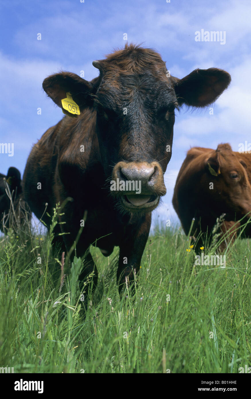 Breed dexter cattle hi-res stock photography and images - Alamy
