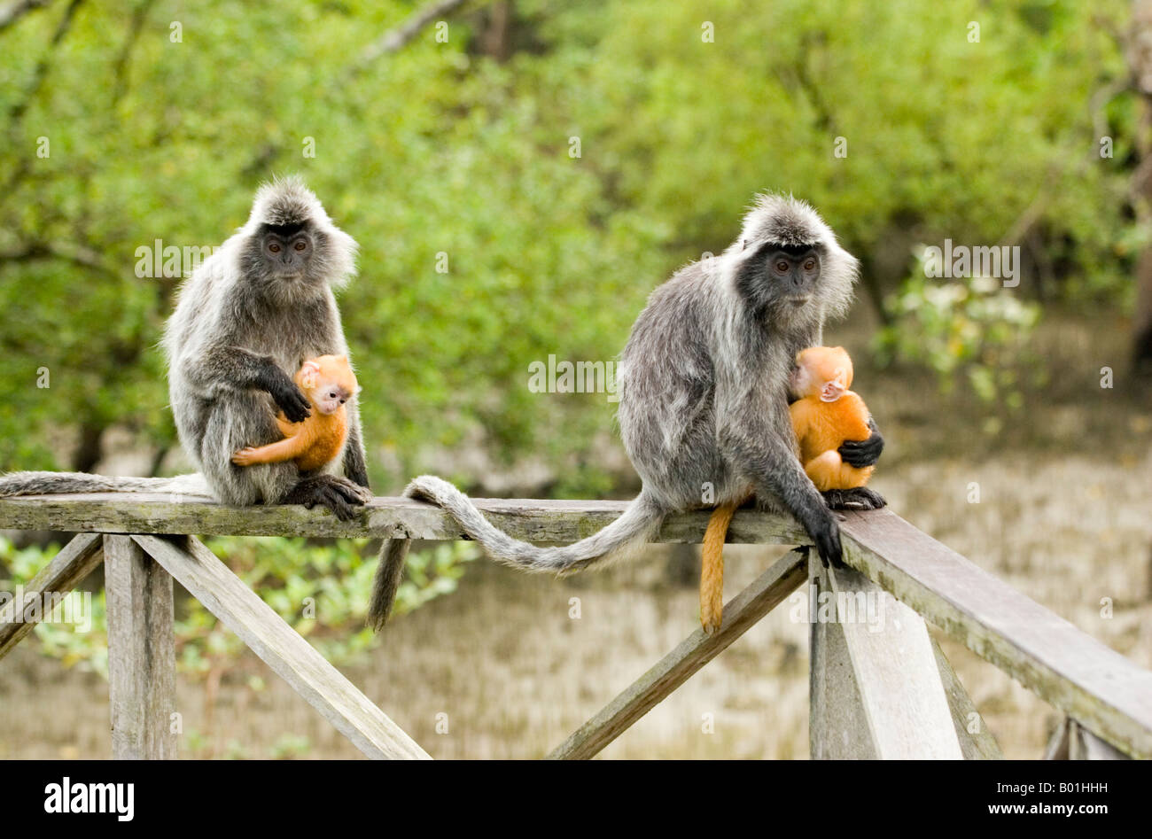 Silver Leaf Monkeys (Trachypithecus cristatus) and offspring, Bako ...