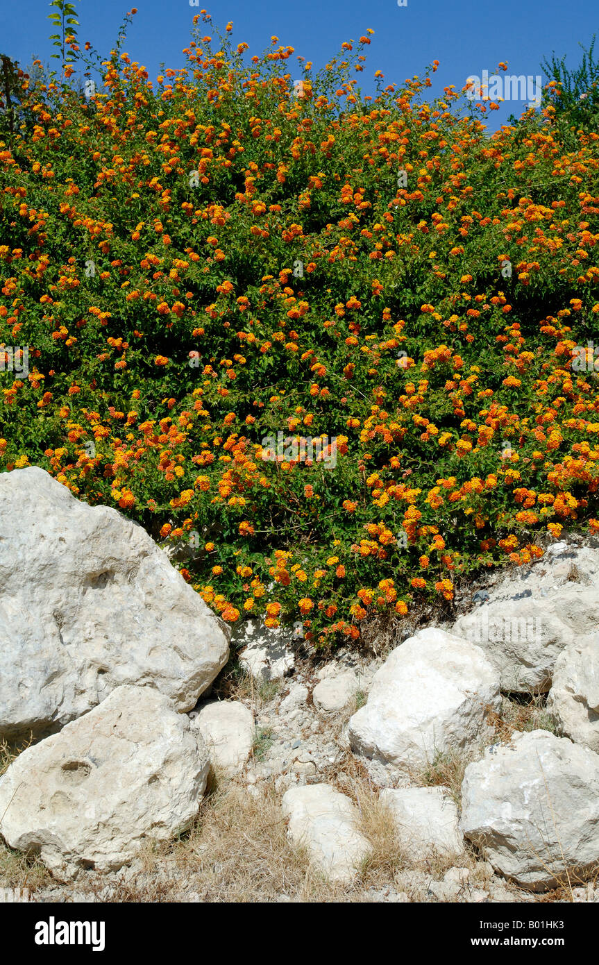 Orange Flowers In Cyprus High Resolution Stock Photography and Images ...