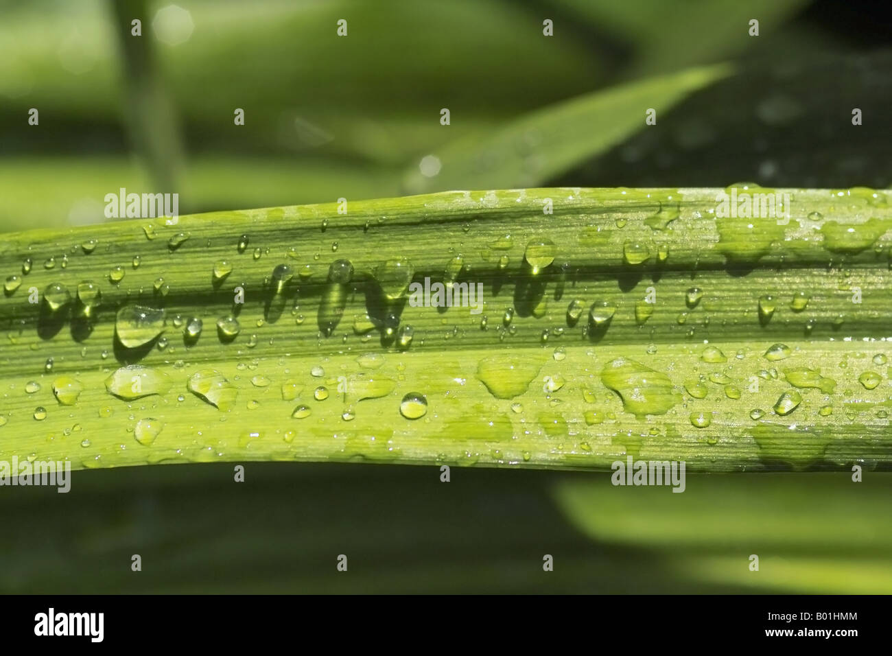 rain on a green leaf in a garden Stock Photo - Alamy