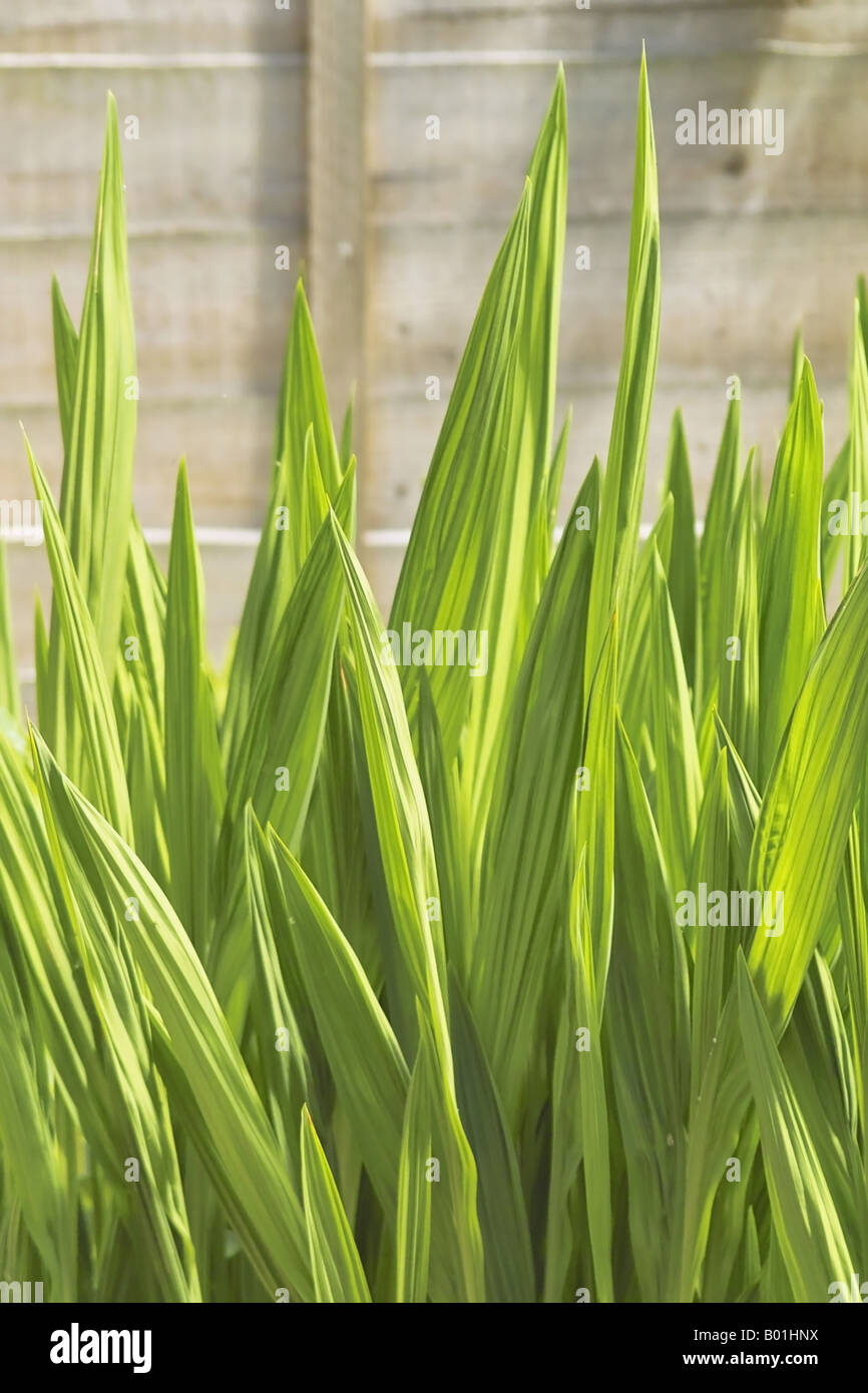 Colourful green reeds in a cottage garden Stock Photo - Alamy