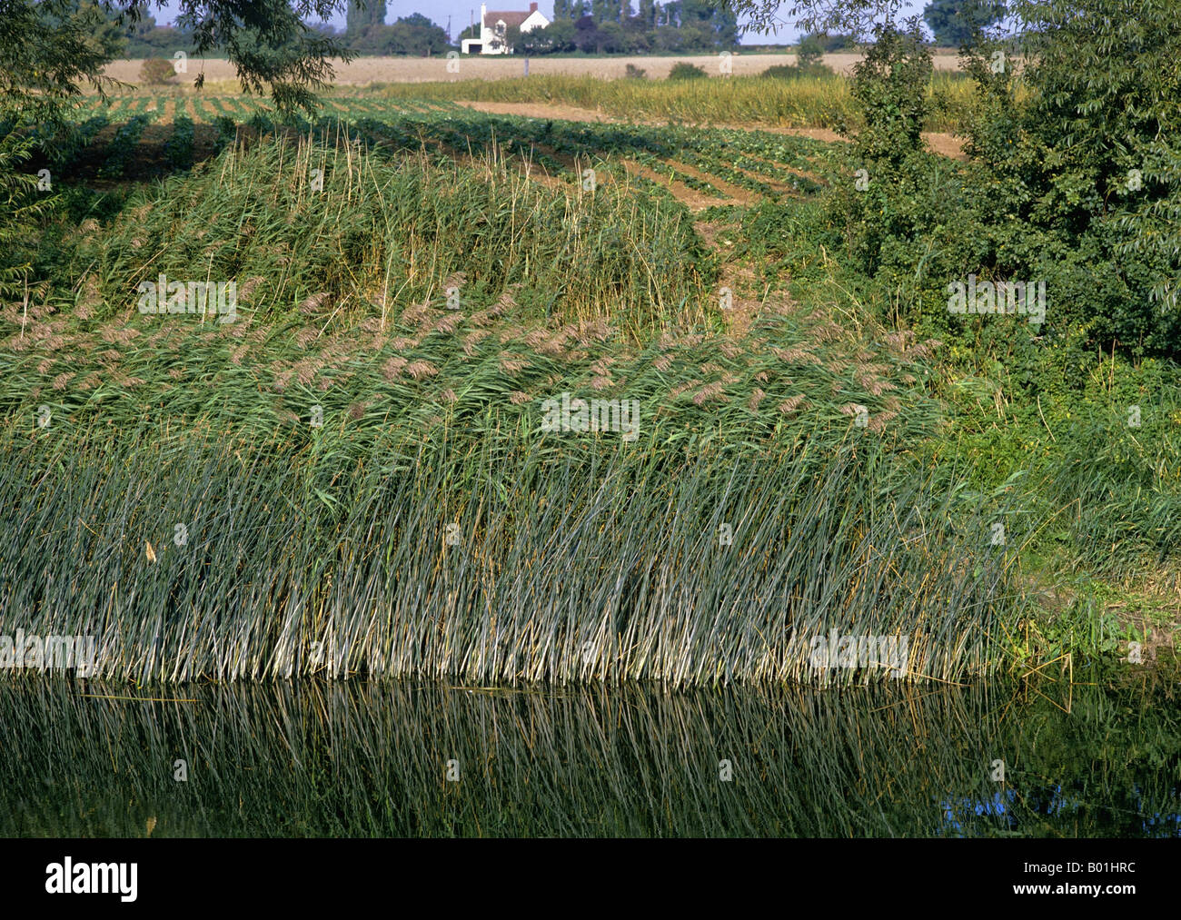 england home counties bedfordshire the river great ouse Stock Photo - Alamy