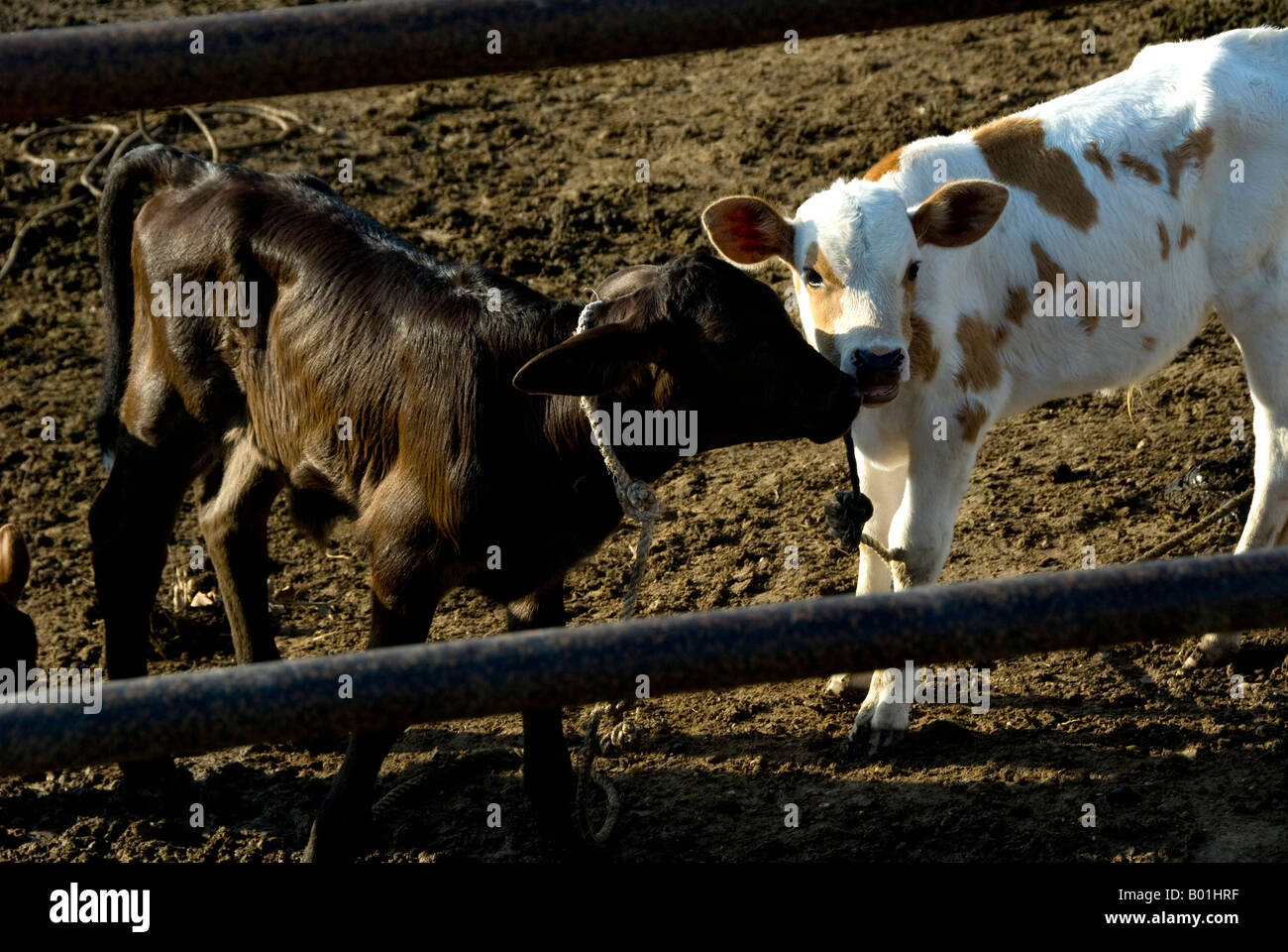 Portrait of two cows hi-res stock photography and images - Alamy