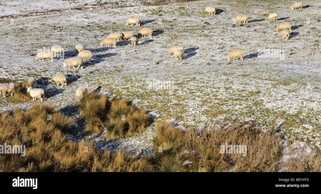 sheep in winter in frost covered field Stock Photo - Alamy