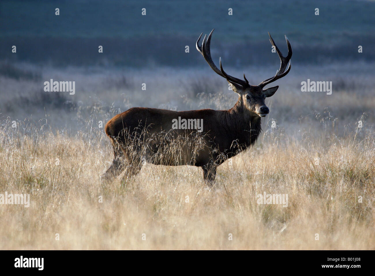 red deer stag in mist Stock Photo - Alamy
