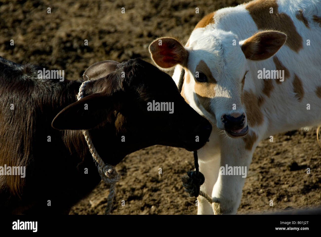 Portrait of two cows hi-res stock photography and images - Alamy