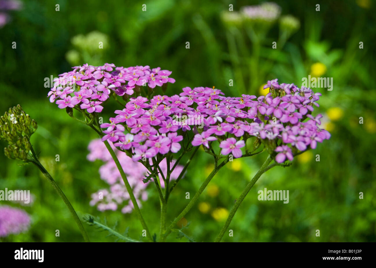 Riverside green grass close hi-res stock photography and images - Alamy