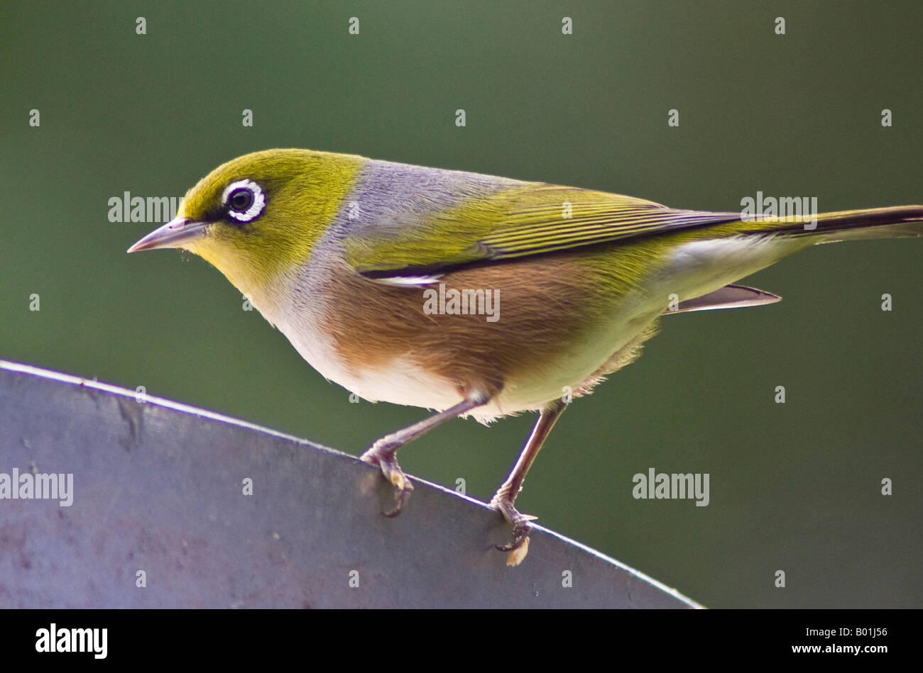 Silvereye at a bird table Stock Photo - Alamy