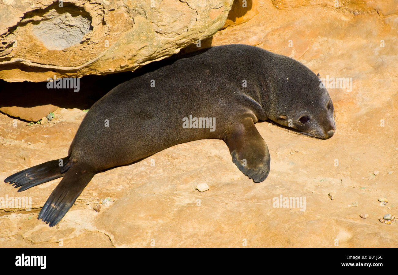 Fur seal pup Stock Photo - Alamy