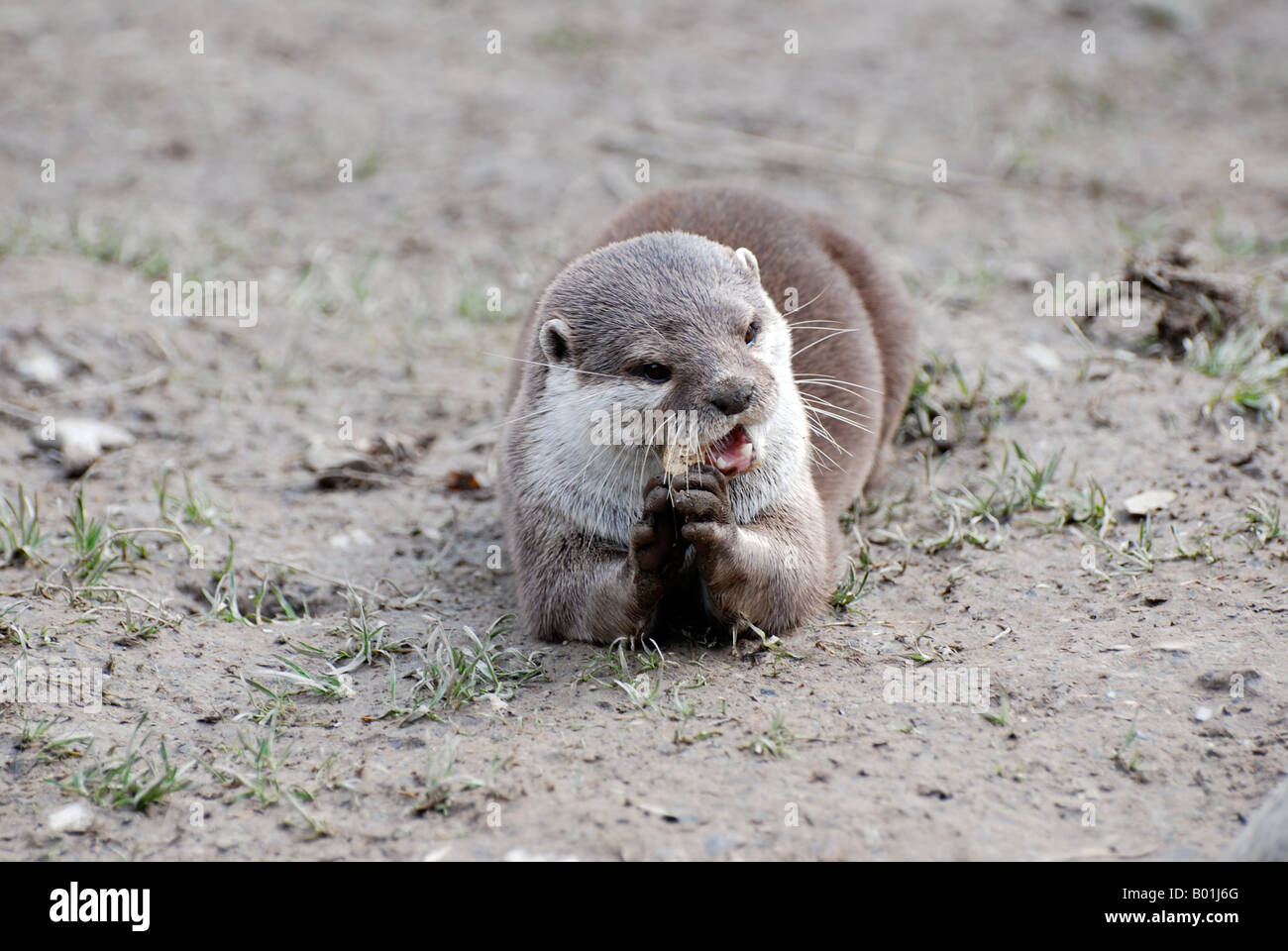 An Otter eating peanuts Stock Photo - Alamy