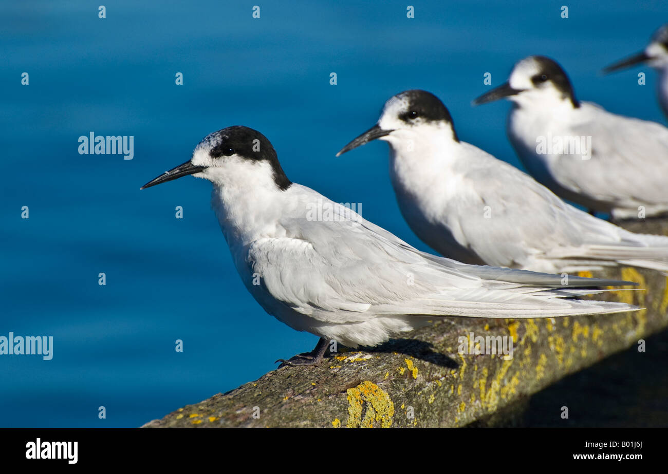 White fronted terns (Sterna striata) in a line, Evans Bay, Wellington ...