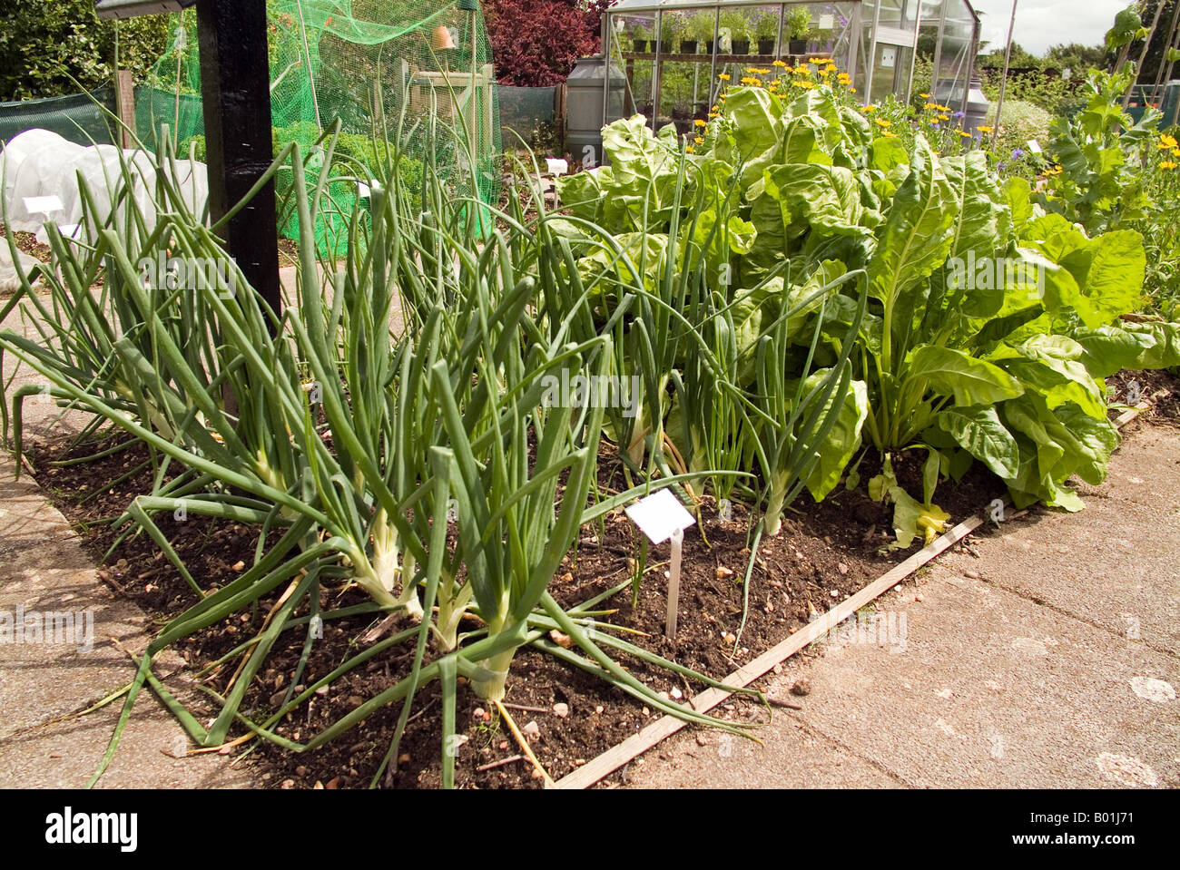 An array of organic vegetables at garden organic, ryton, warwickshire ...