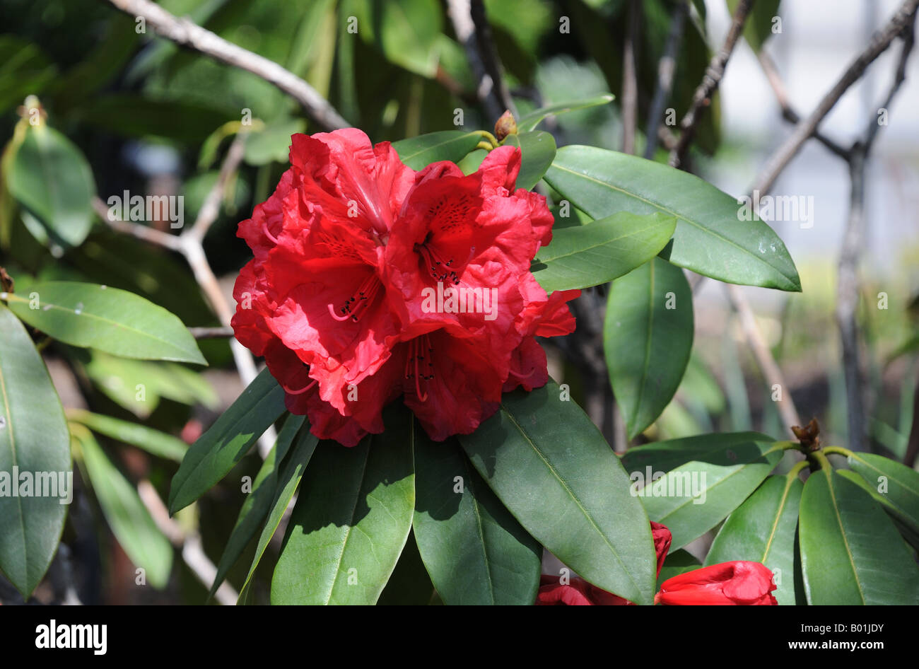 Rhododendron Park Stock Photos & Rhododendron Park Stock Images - Alamy