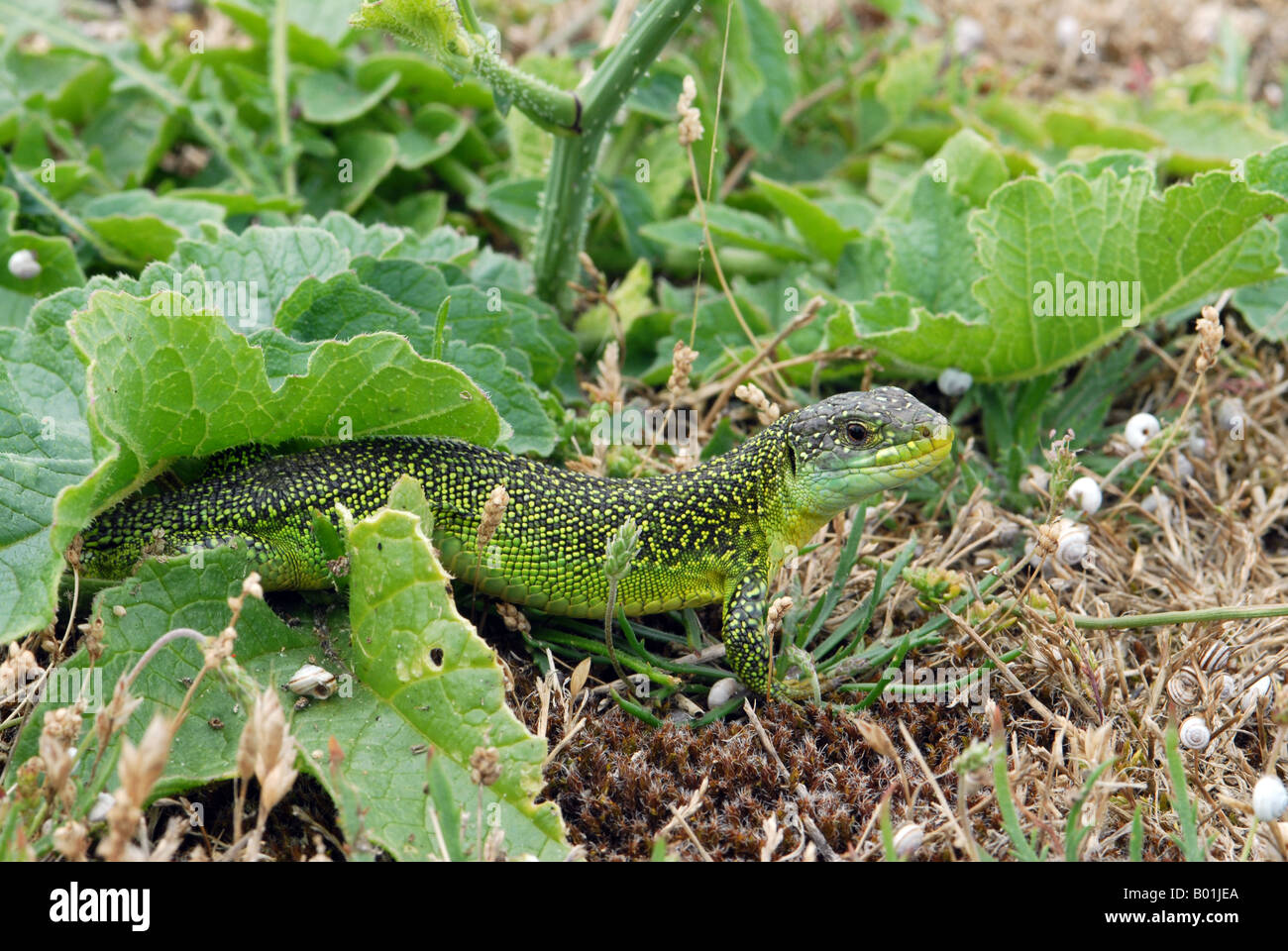 Quick lizard hi-res stock photography and images - Alamy