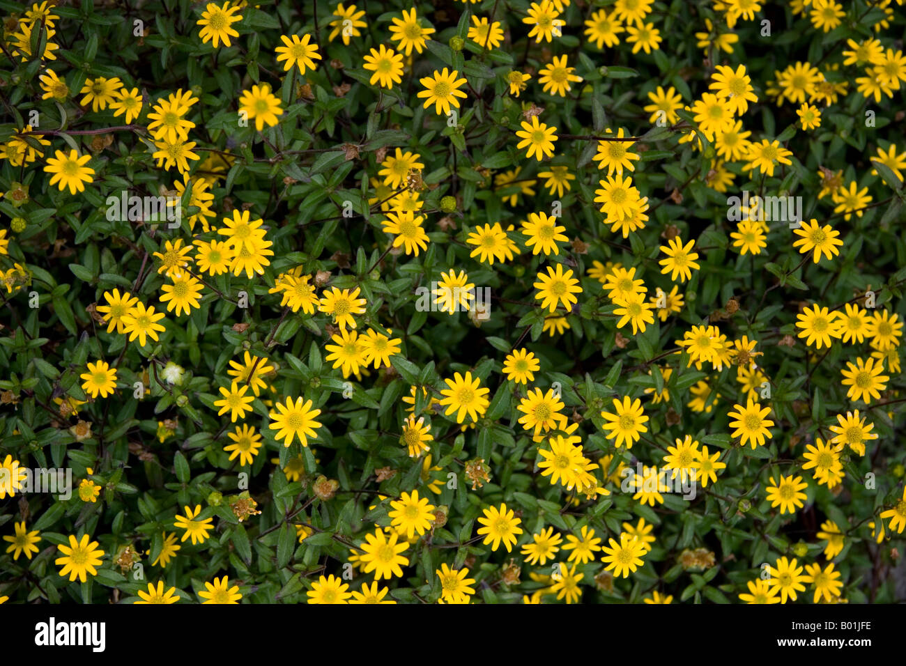 Yellow daisies New Zealand Stock Photo - Alamy